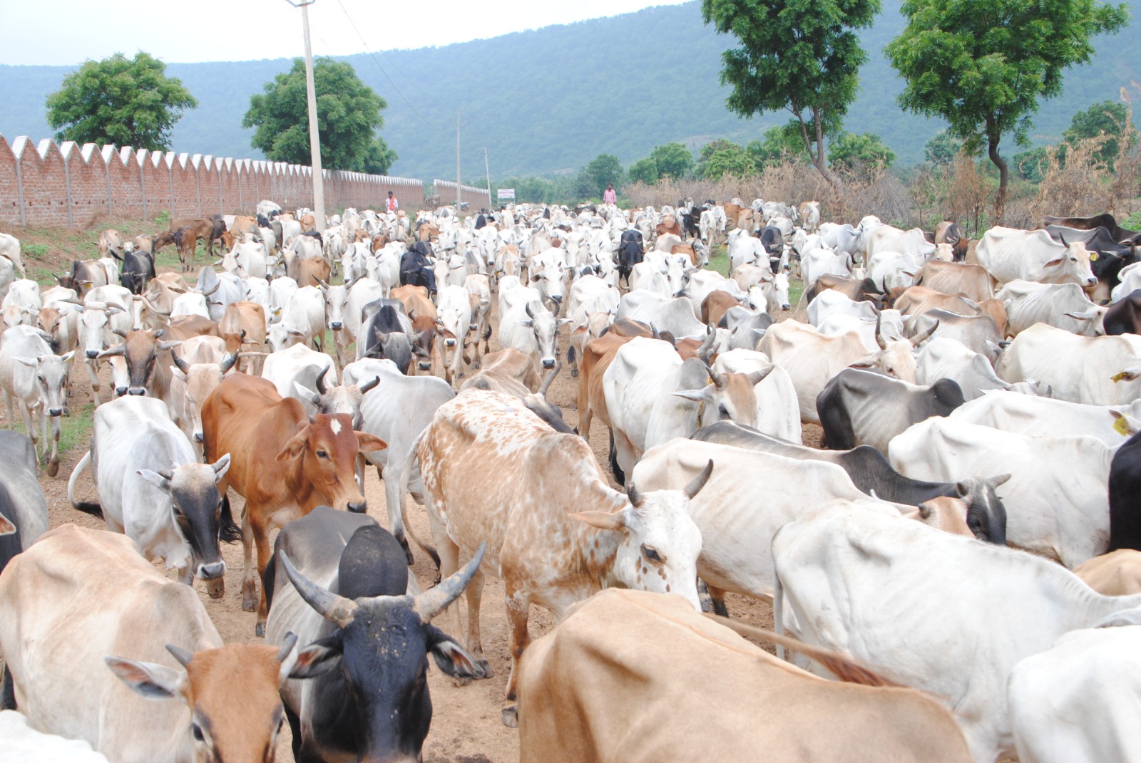 Shree Lalitamba Gau Seva Trust