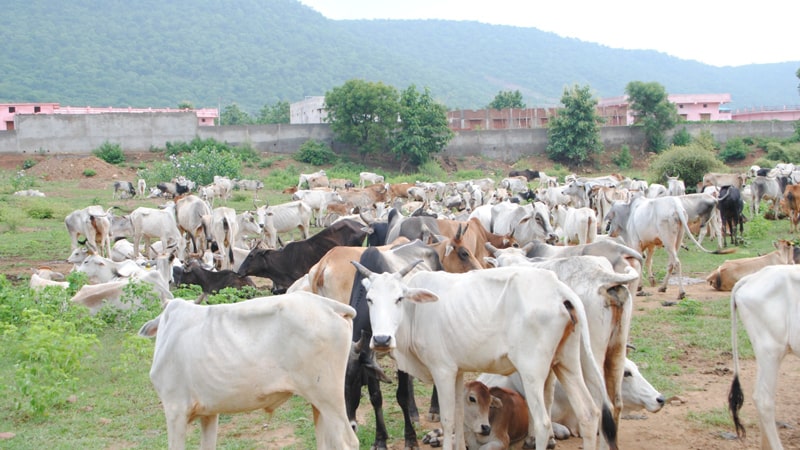 Shree Lalitamba Gau Seva Trust