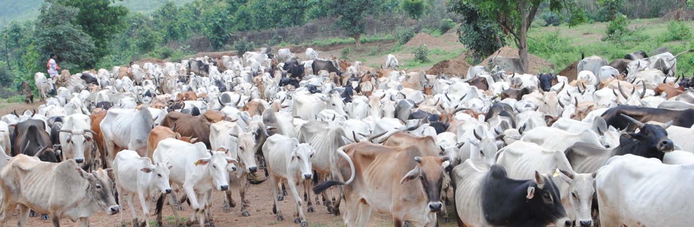 Shree Lalitamba Gau Seva Trust
